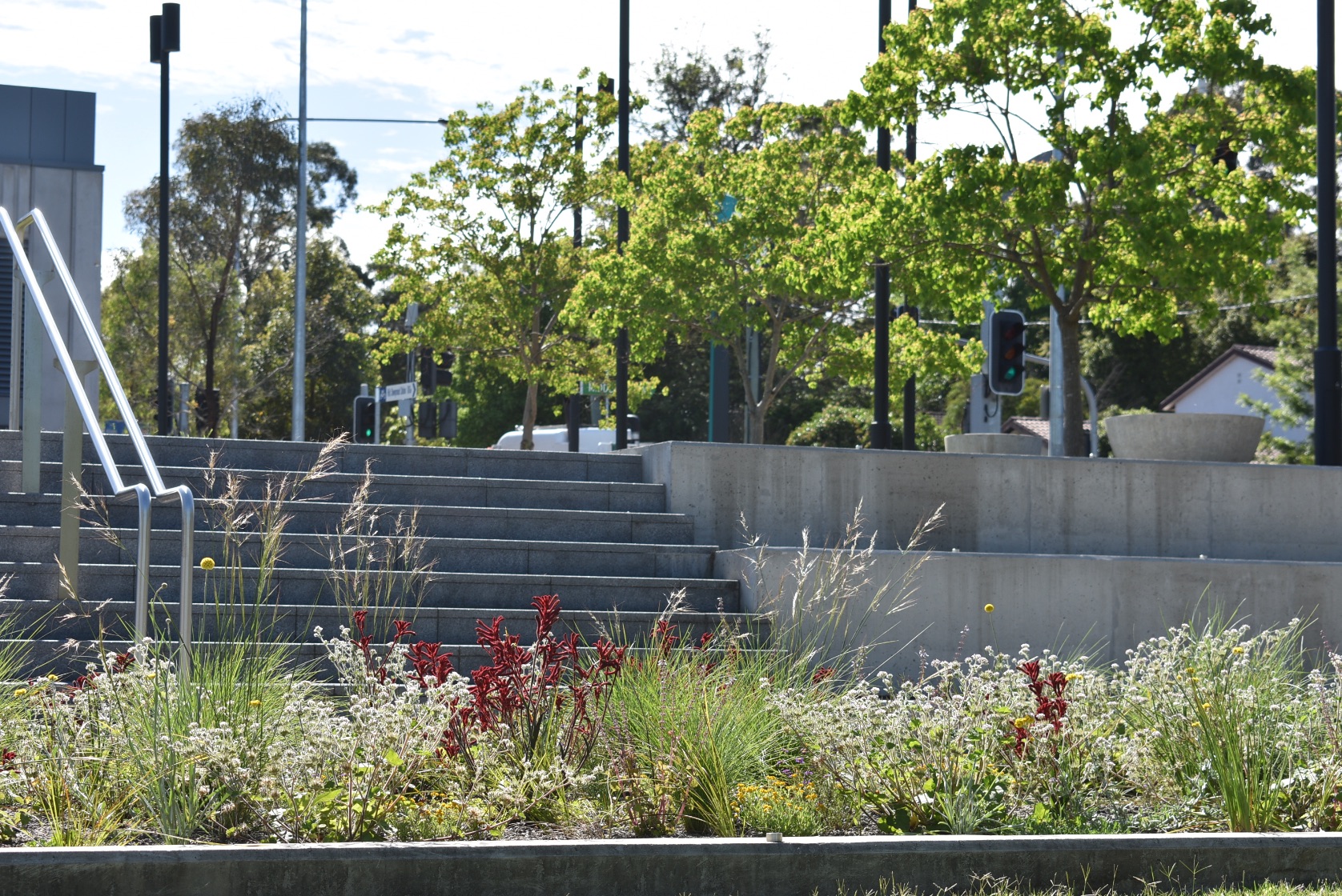 Hassell completes successful Sydney Metro planting trials - Australian ...